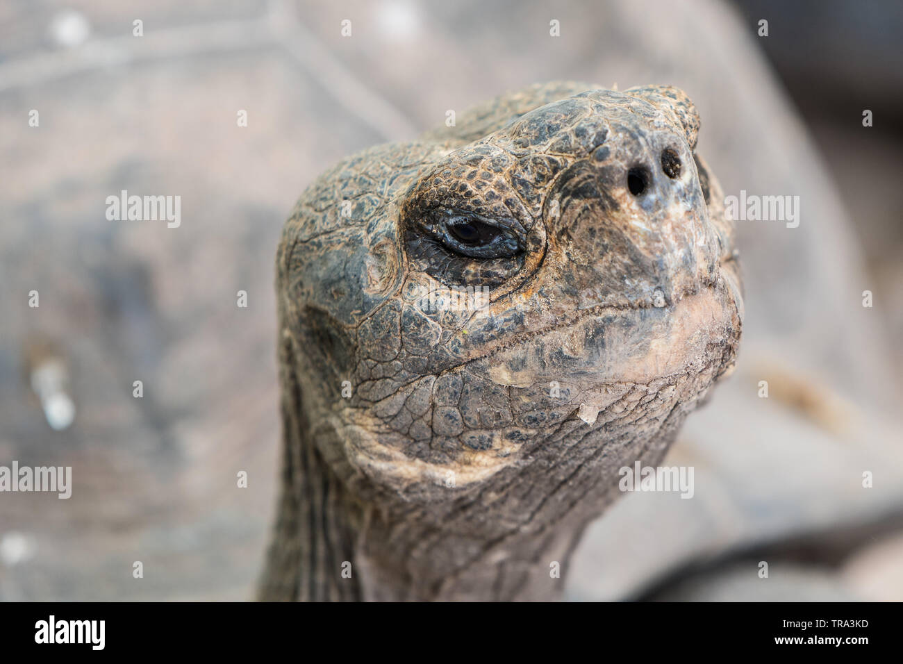 Giant tortoise face endangered species Stock Photo - Alamy