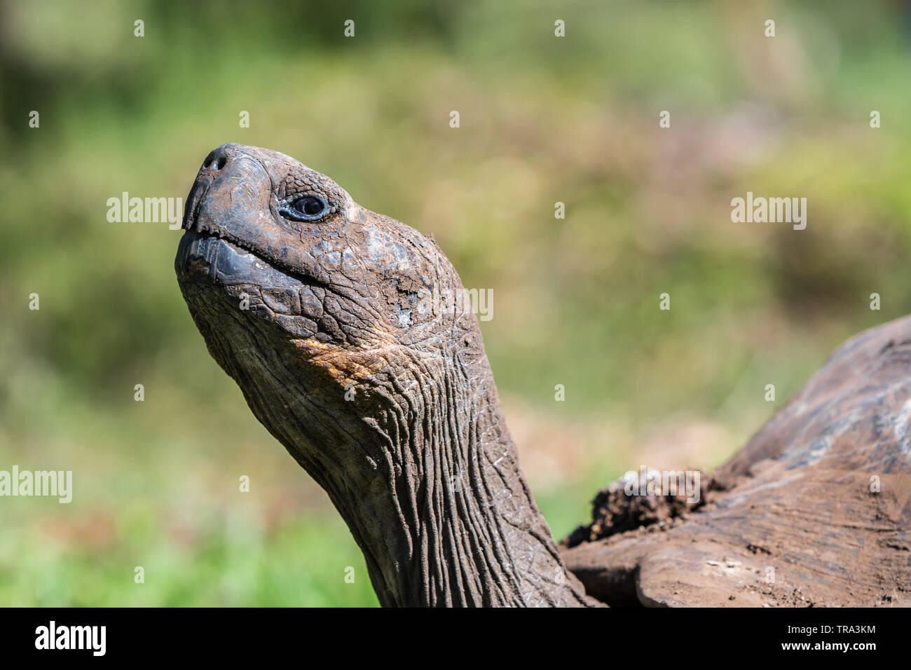 Giant tortoise face endangered species Stock Photo - Alamy