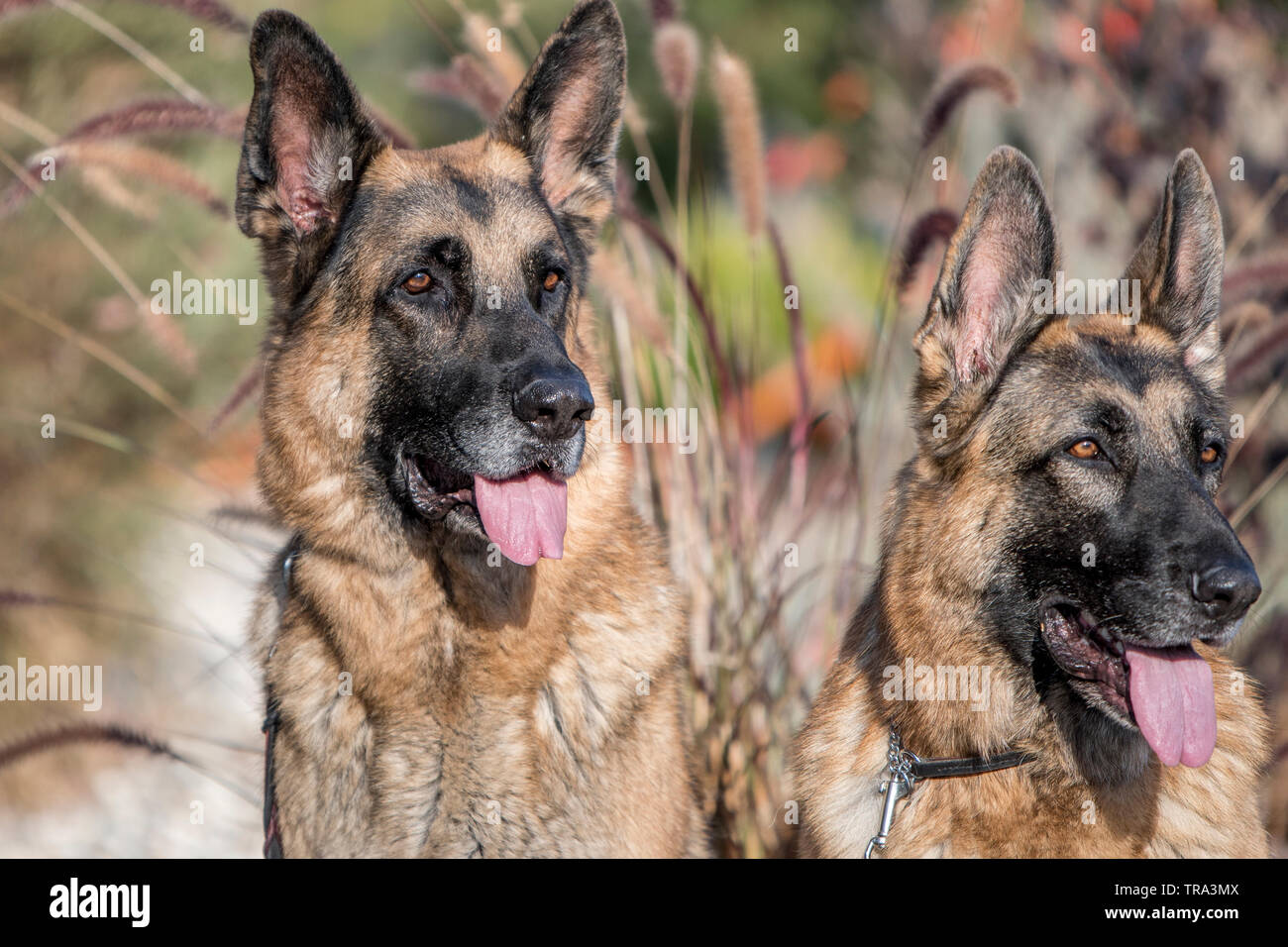 Two German Shepherd Dogs Looking Alert for a Portrait Stock Photo - Alamy