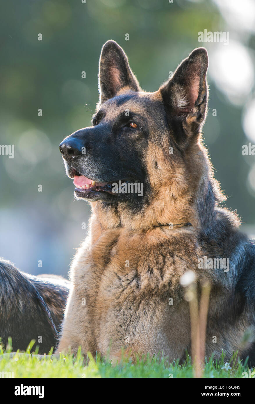 German Shepherd Dog Looking Alert for a Portrait Stock Photo - Alamy
