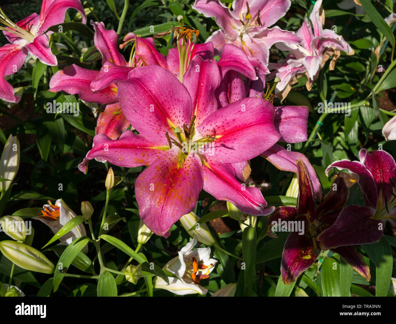 pink flower in garden Stock Photo - Alamy