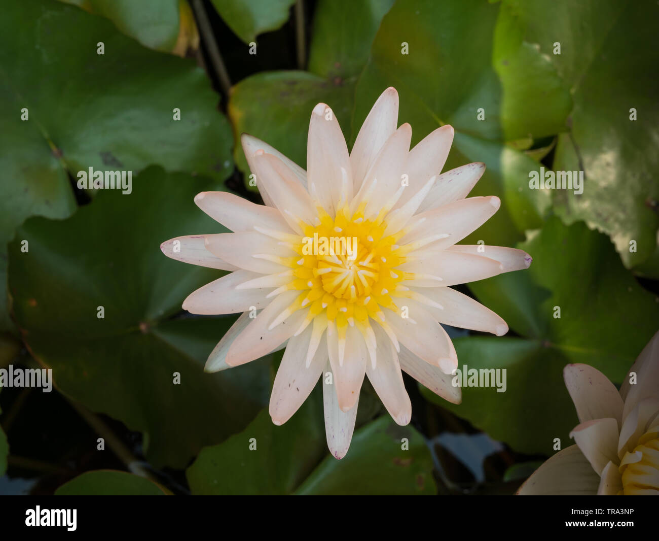 White Lotus in pond Stock Photo - Alamy