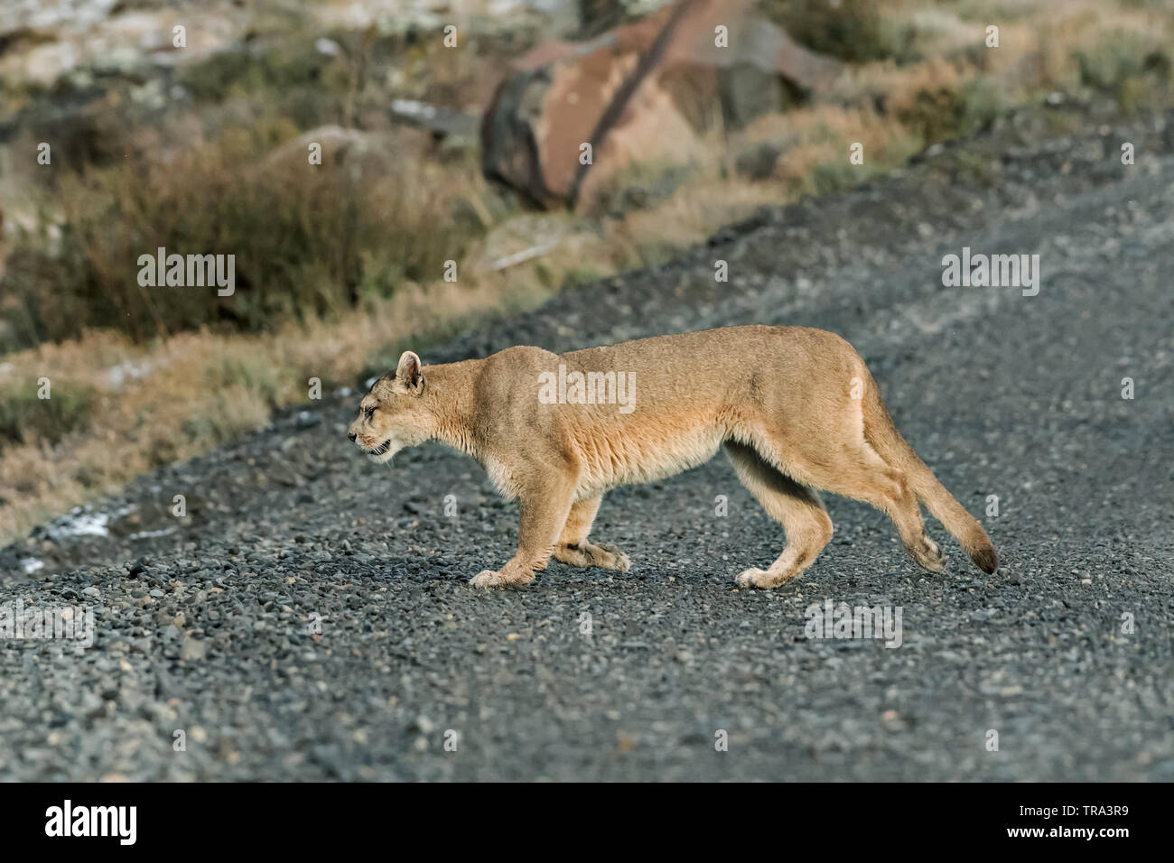 Felis concolor puma concolor puma hi-res stock photography and images ...