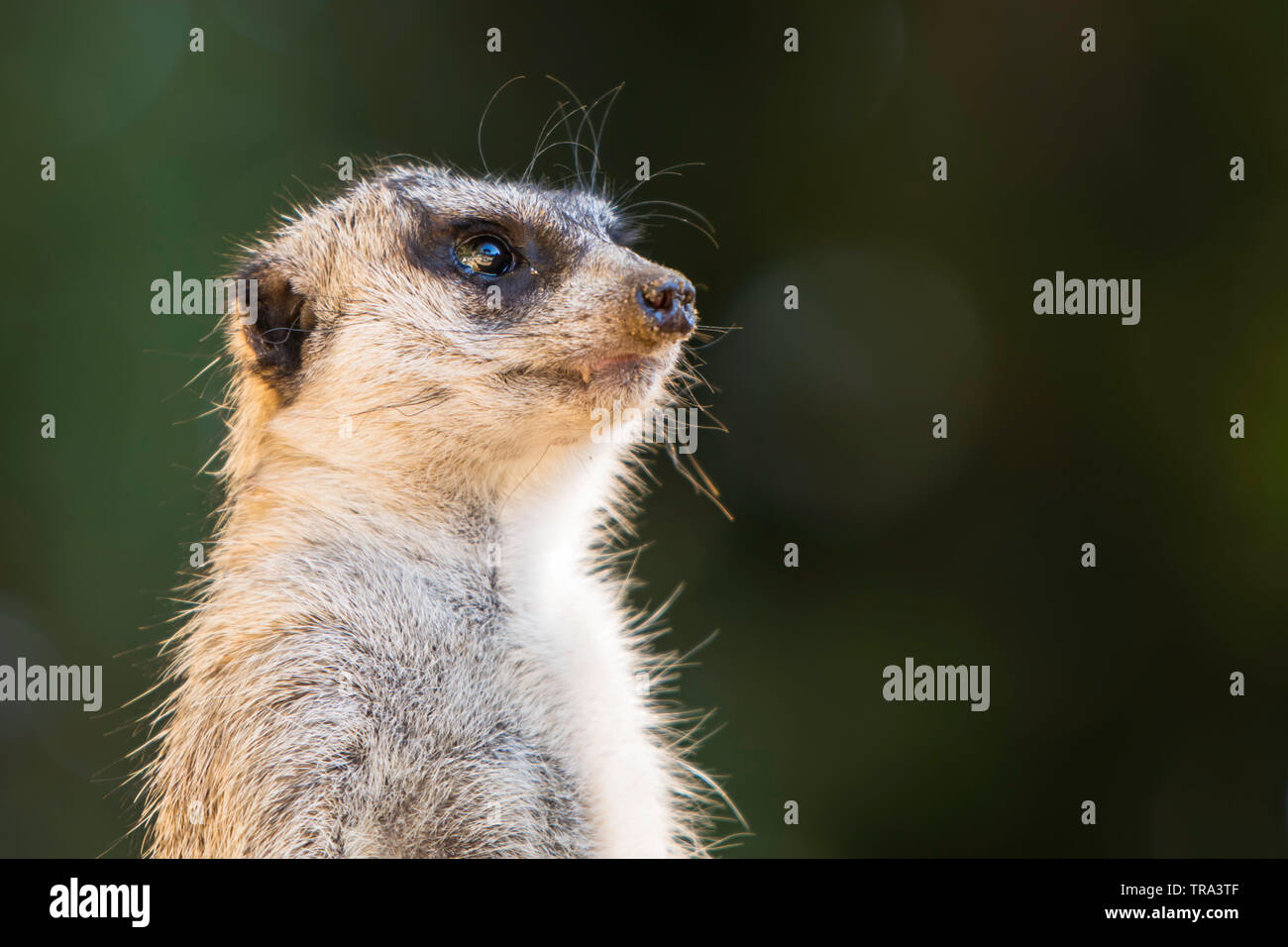 African Merecat standing watch at the San Francisco Zoo Stock Photo - Alamy
