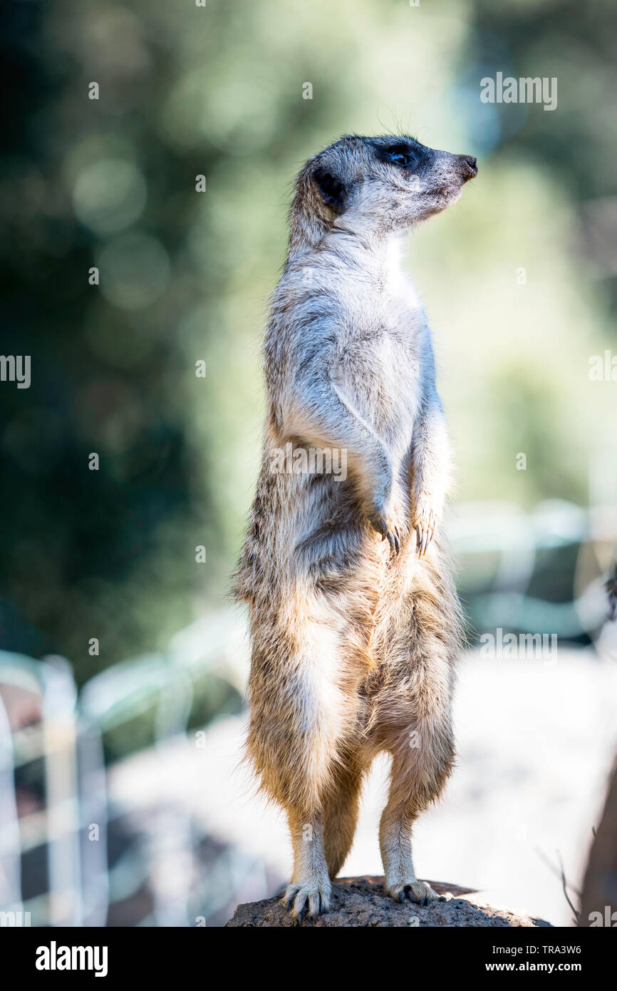 African Merecat standing watch at the San Francisco Zoo Stock Photo - Alamy