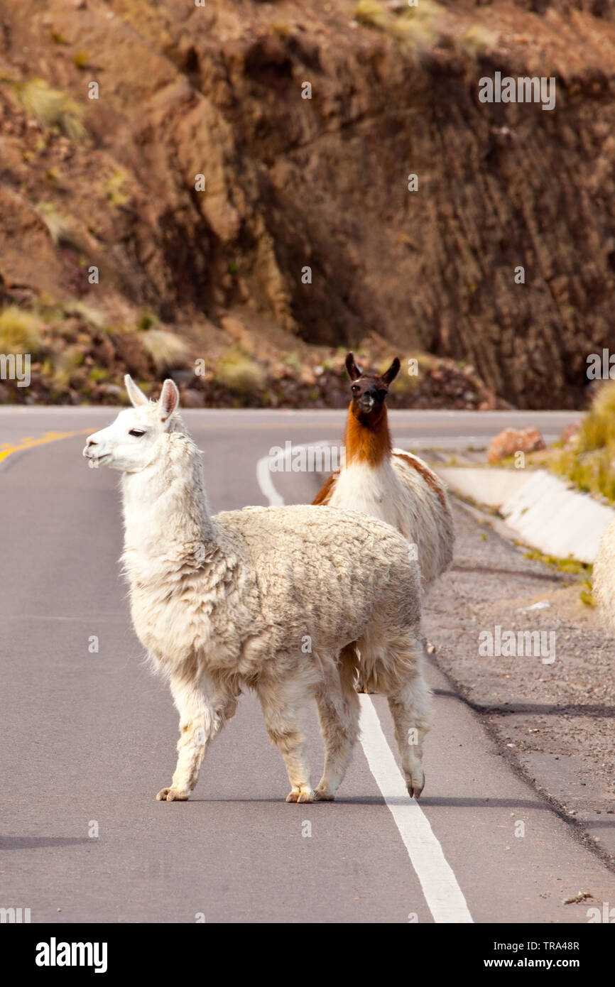 Peru colca canyon llamas hi-res stock photography and images - Alamy