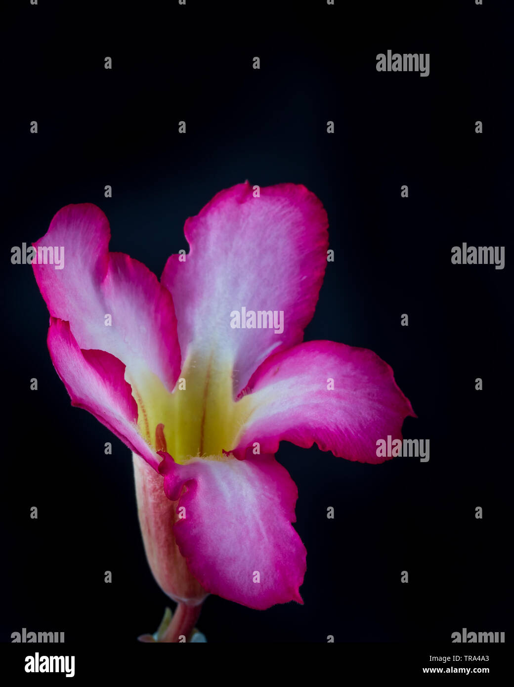 Lobe pink flower on black background Stock Photo - Alamy