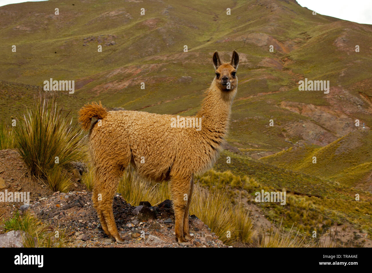 Peru colca canyon llamas hi-res stock photography and images - Alamy
