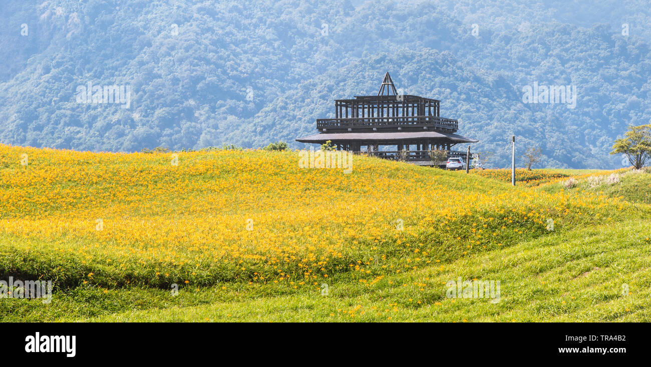 Beautiful orange daylily flower farm on Sixty Rock Mountain (Liushidan ...