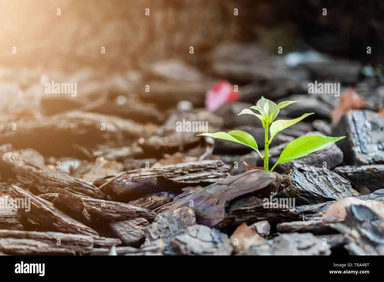 little new life tree grow on the rock, strong and development concept ...