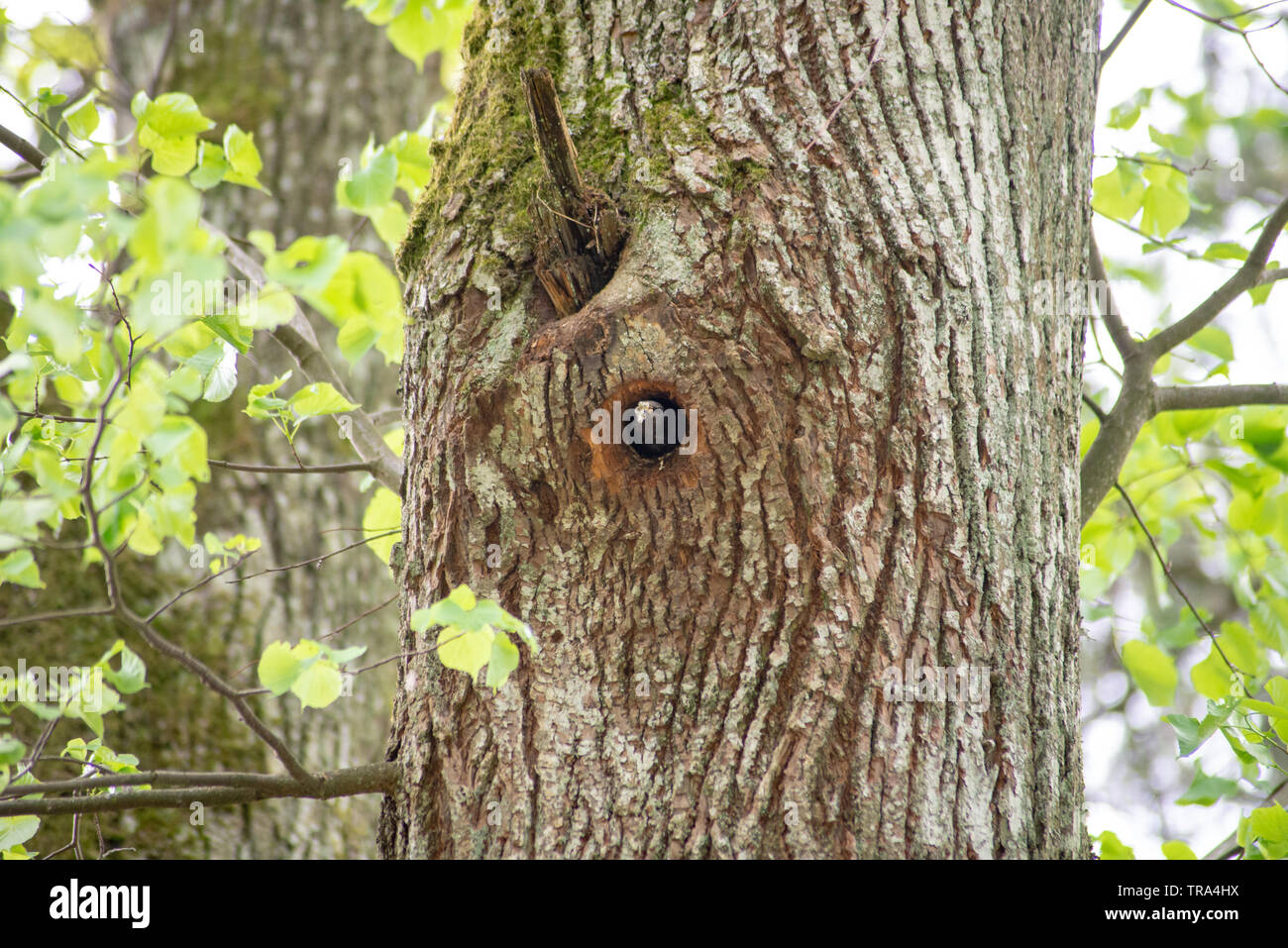 Bird in a hollow tree Stock Photo - Alamy