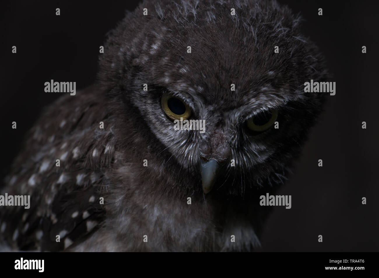 Spot owl on green grass and black background, select focus eye Stock ...