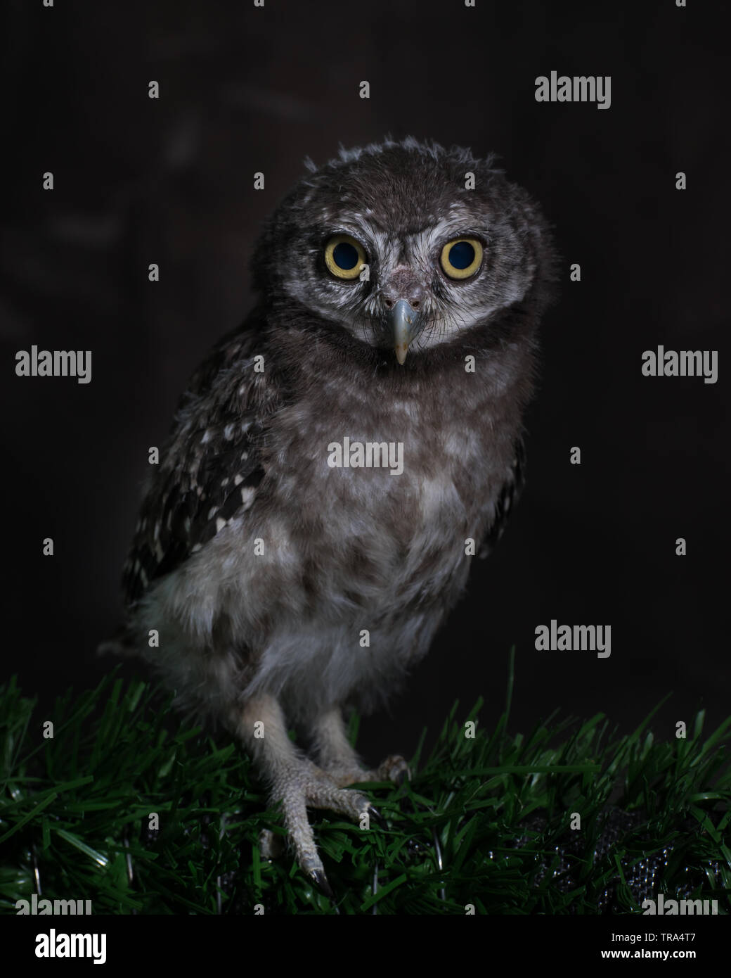 Spot owl on green grass and black background, select focus eye Stock ...