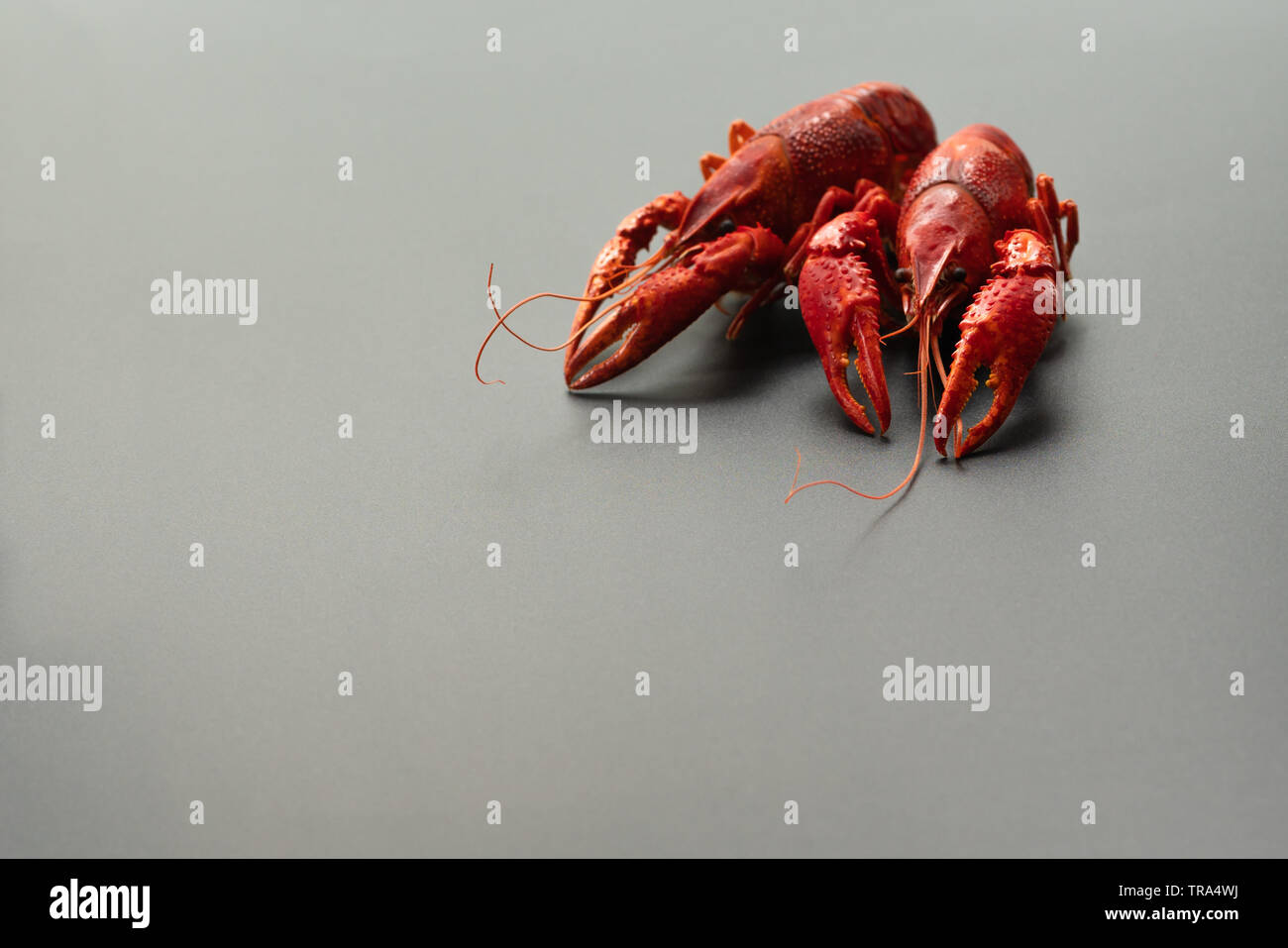 Crayfish red, Baby Lobster portrait on black background Stock Photo - Alamy