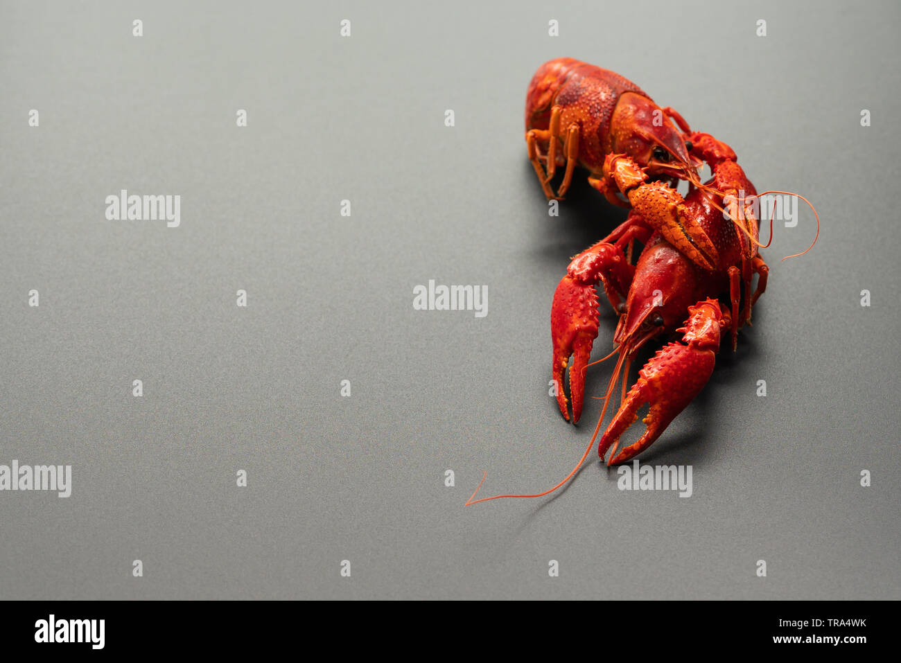 Crayfish red, Baby Lobster portrait on black background Stock Photo - Alamy