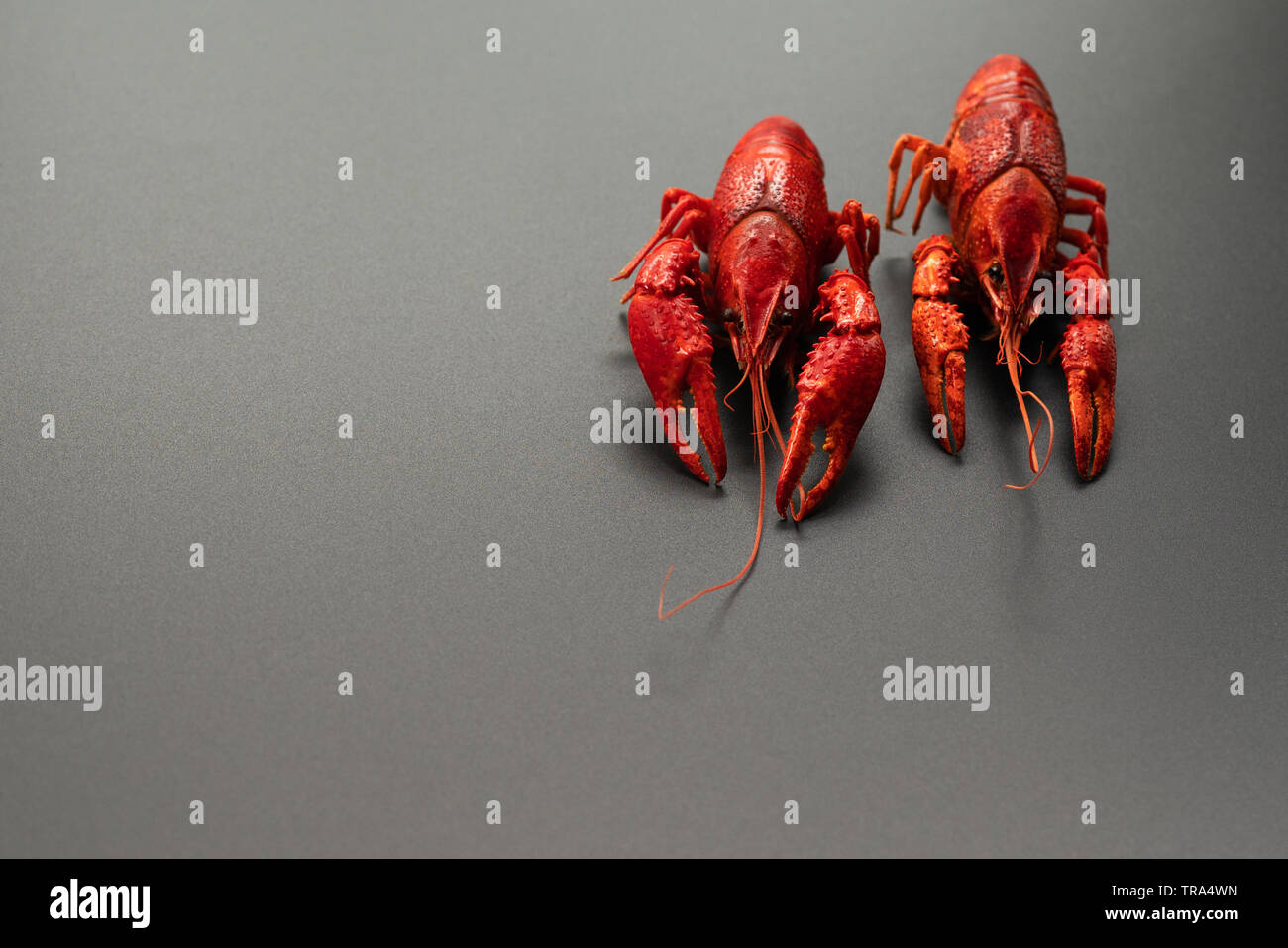Crayfish red, Baby Lobster portrait on black background Stock Photo - Alamy