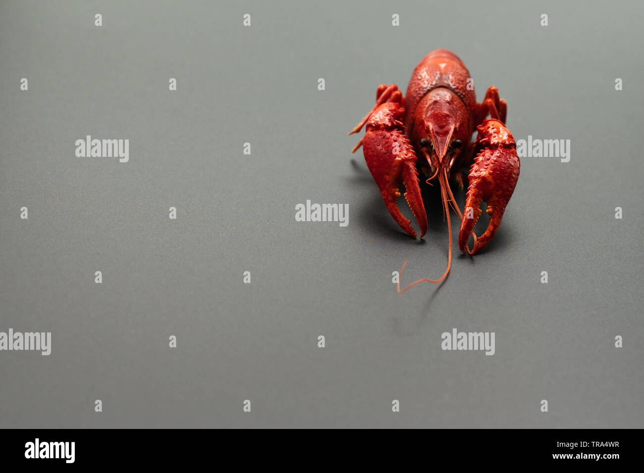 Crayfish red, Baby Lobster portrait on black background Stock Photo - Alamy