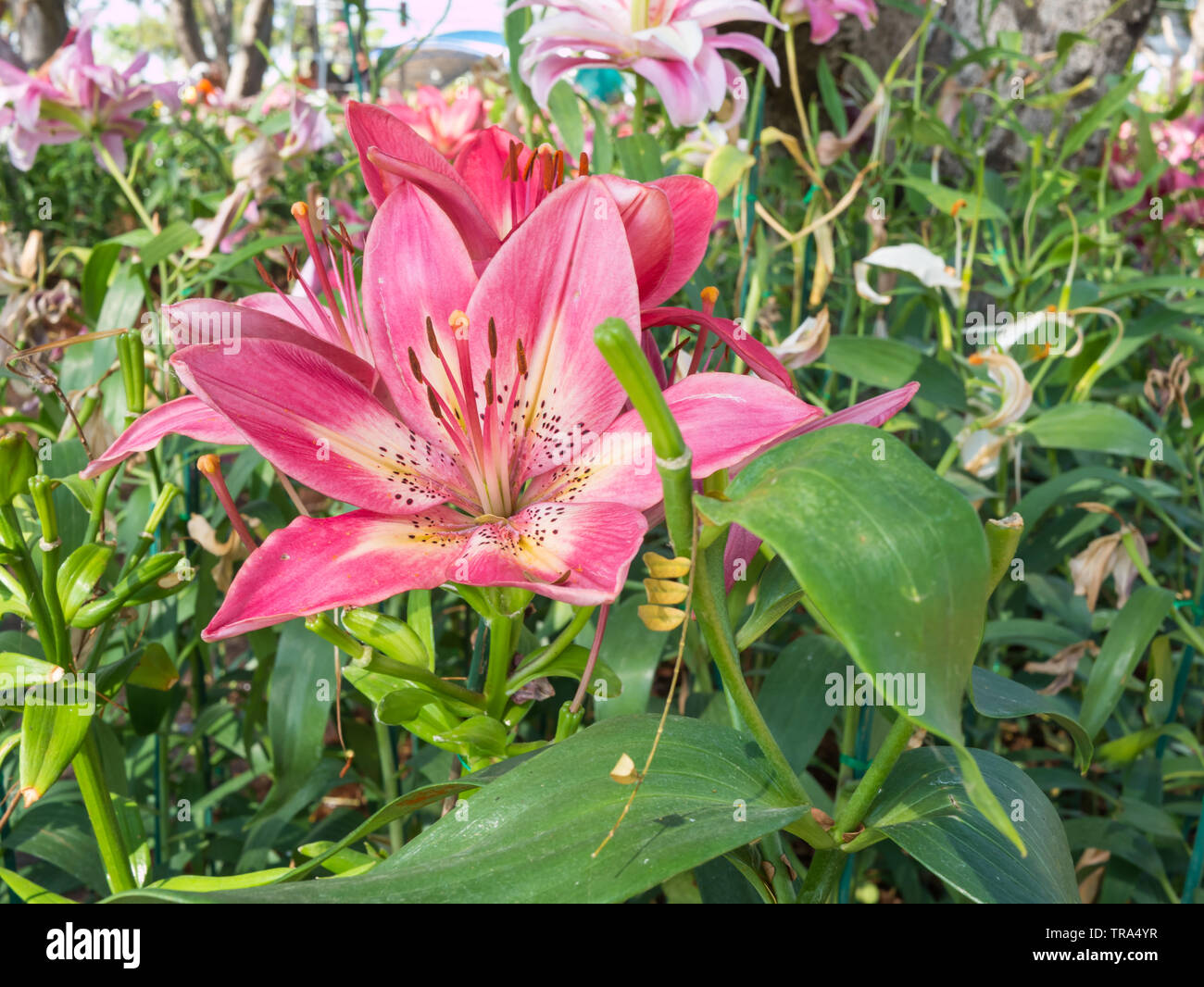 pink flower in garden Stock Photo - Alamy