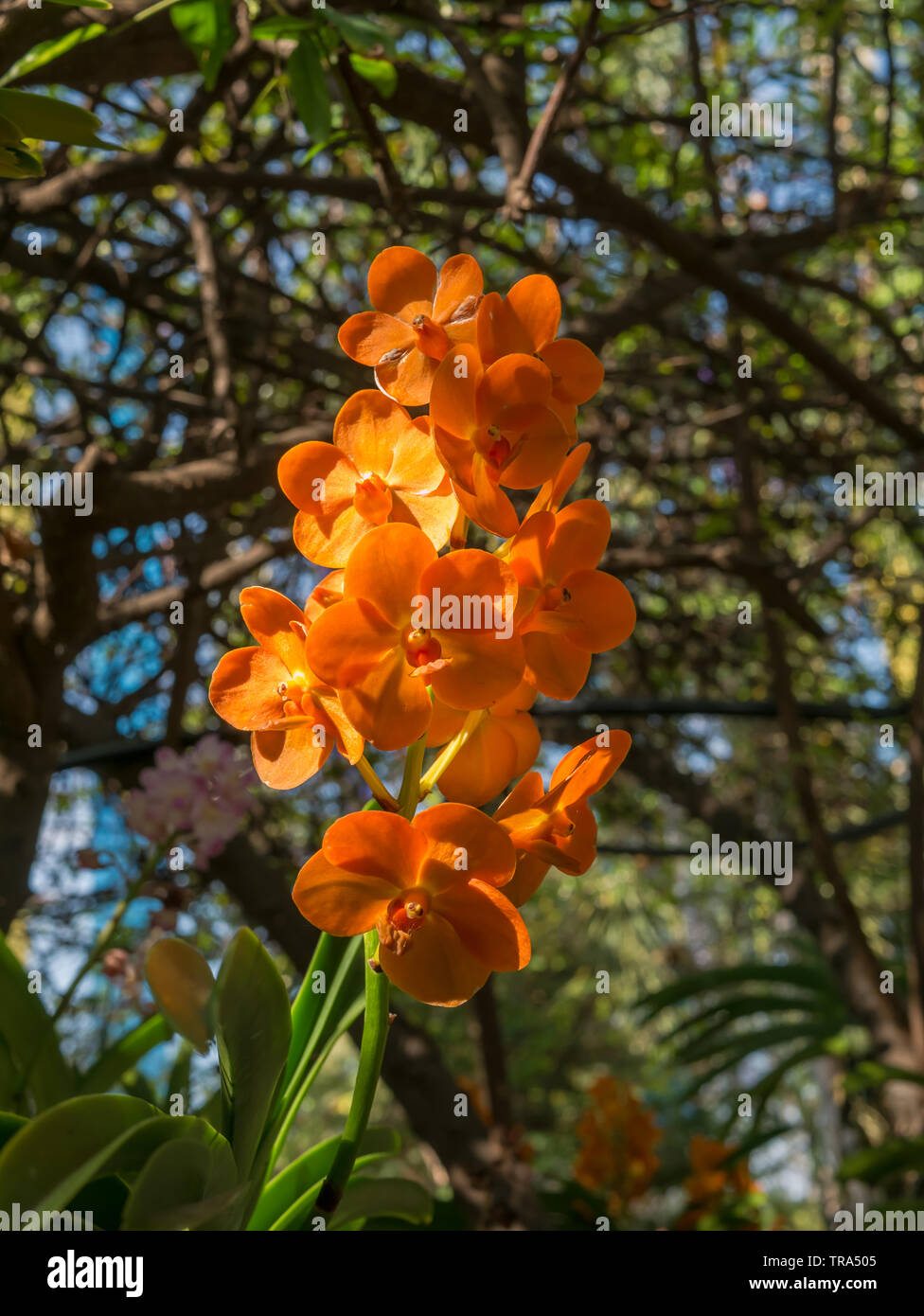 White orchids on sun hi-res stock photography and images - Alamy
