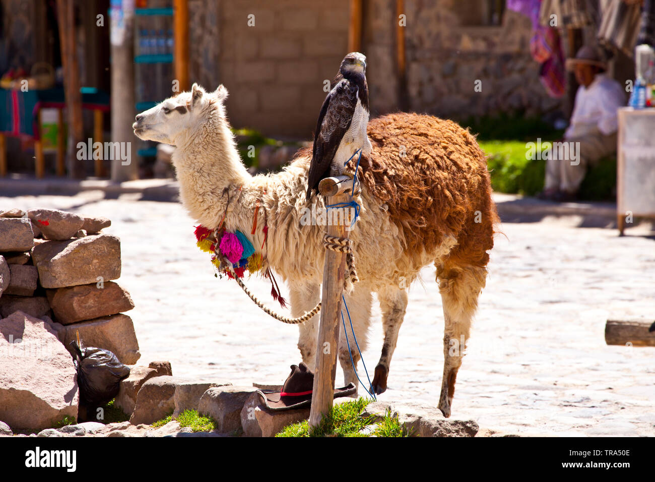 Peruvian Condor High Resolution Stock Photography and Images - Alamy