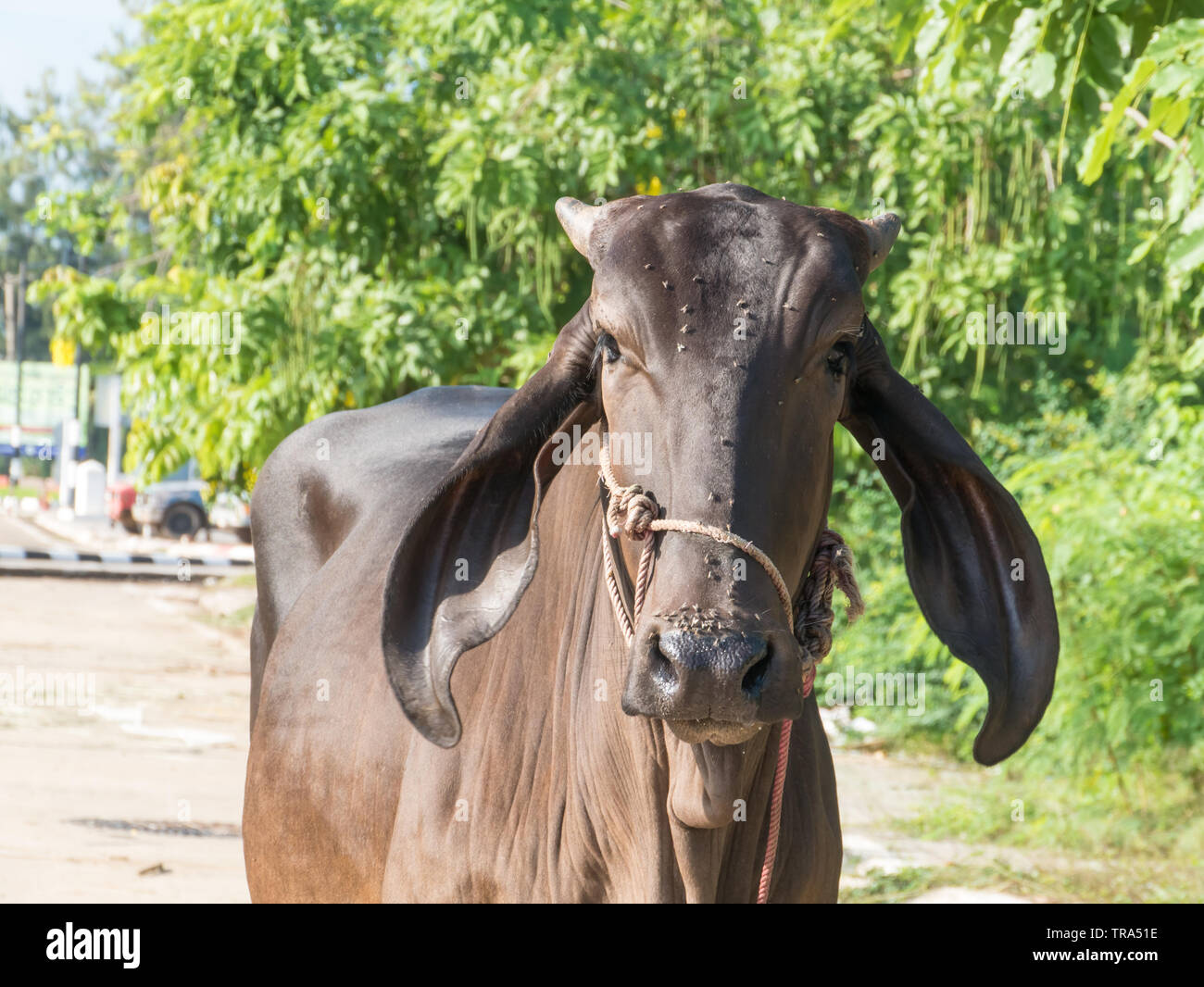 Calf face in Thailand , selective focus Stock Photo - Alamy