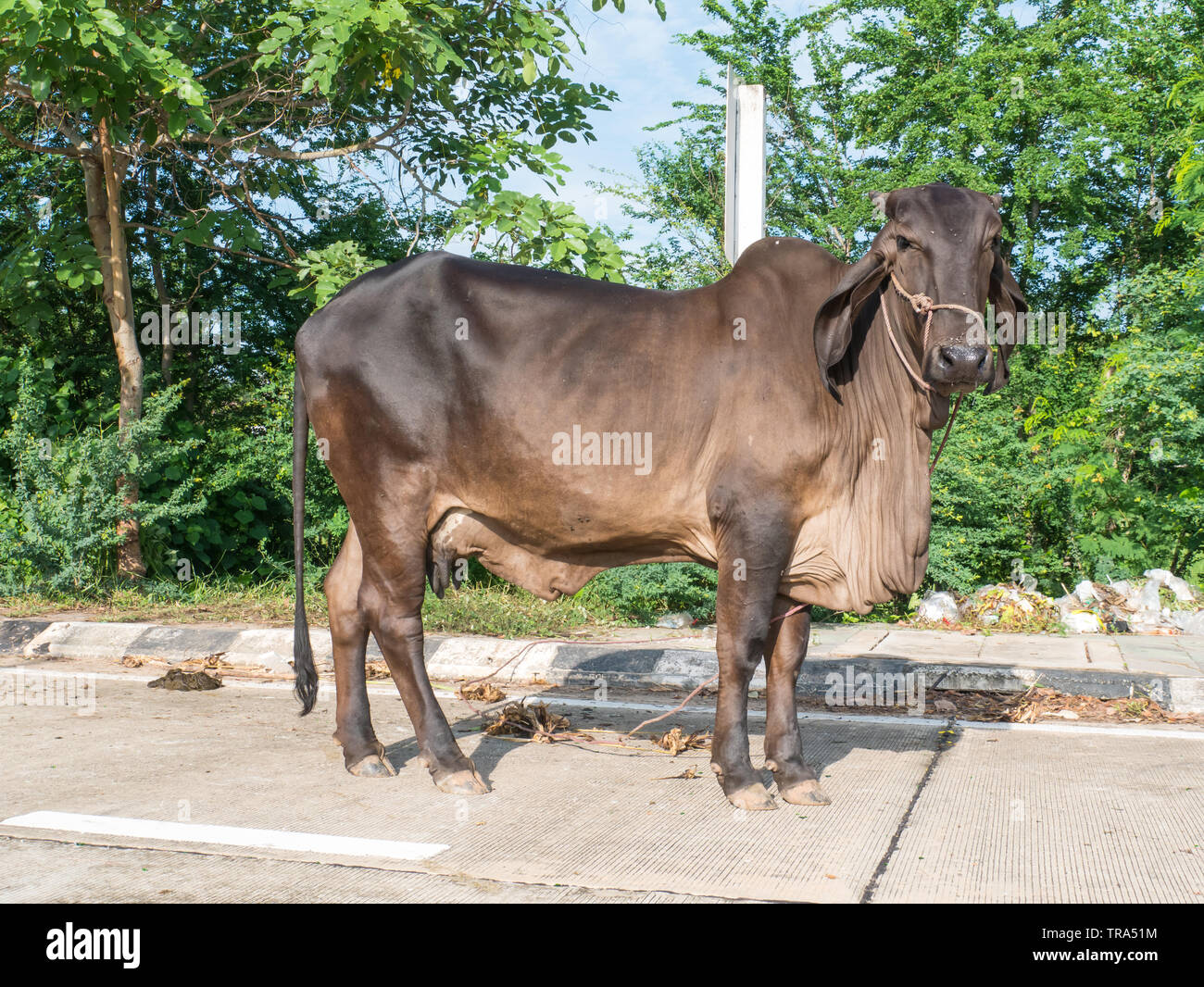 Calf face in Thailand , selective focus Stock Photo - Alamy
