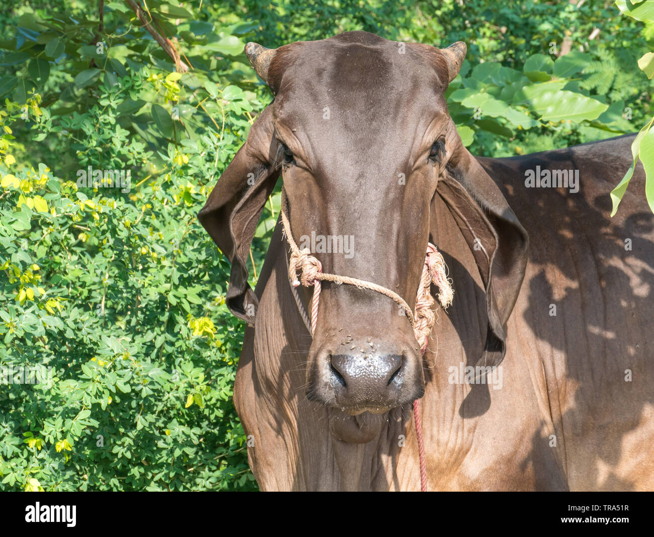 Calf face in Thailand , selective focus Stock Photo - Alamy
