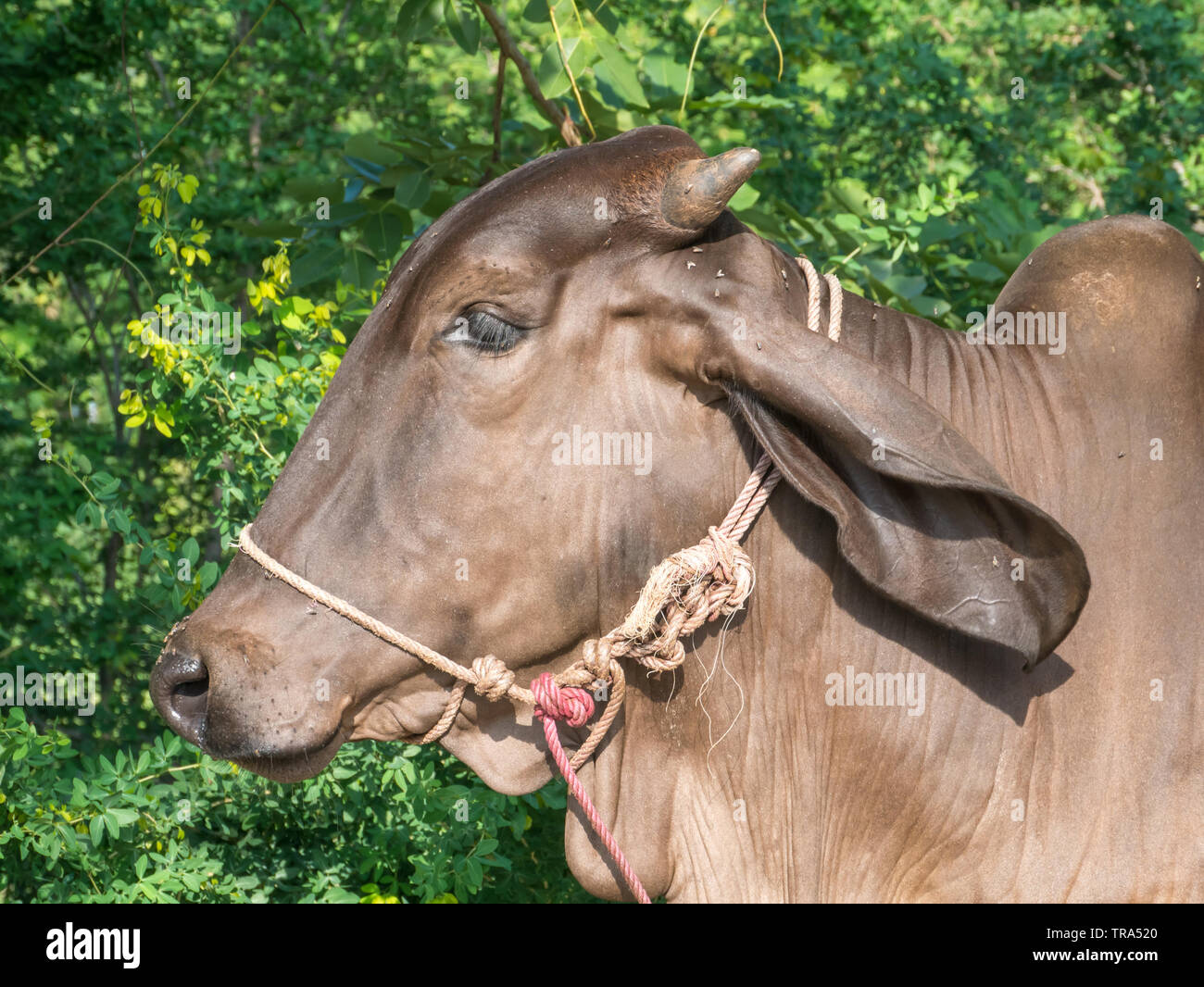 Calf face in Thailand , selective focus Stock Photo - Alamy