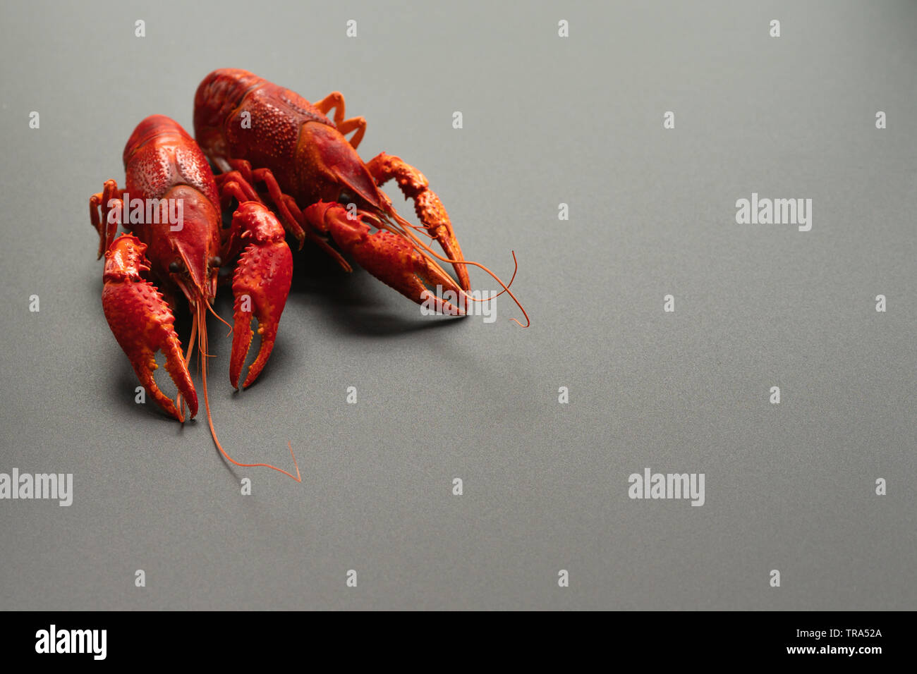 Crayfish red, Baby Lobster portrait on black background Stock Photo - Alamy