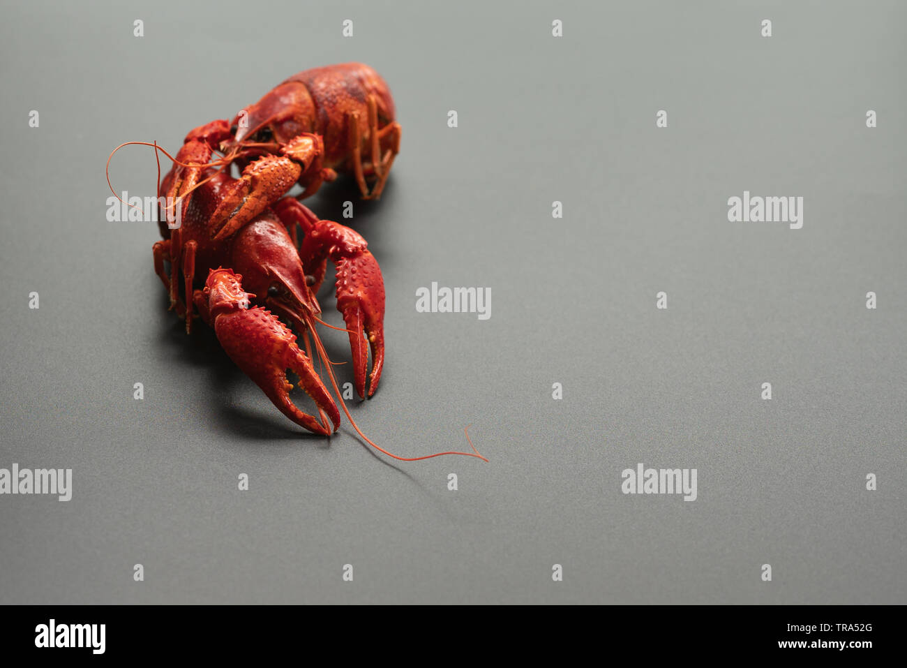 Crayfish red, Baby Lobster portrait on black background Stock Photo - Alamy