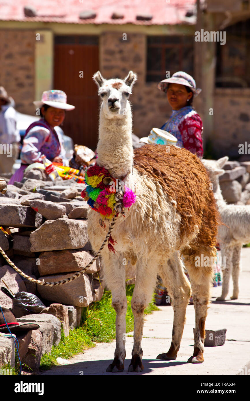 Llama,traditional animal of Peru Stock Photo - Alamy