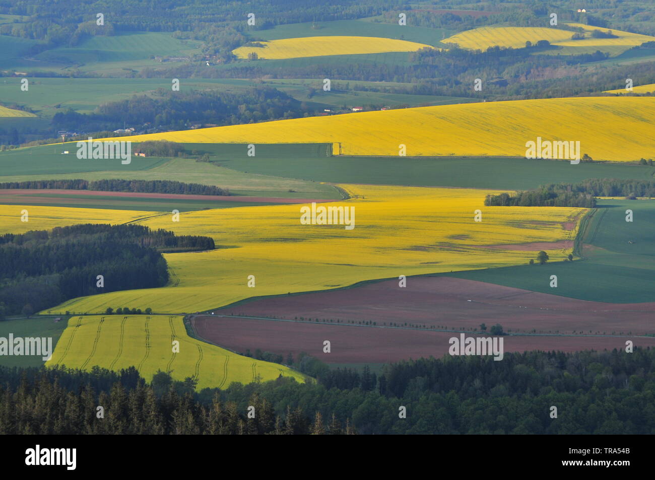 Blossoming rapeseed, Brassica napus, (rape, oilseed rape) fields view ...