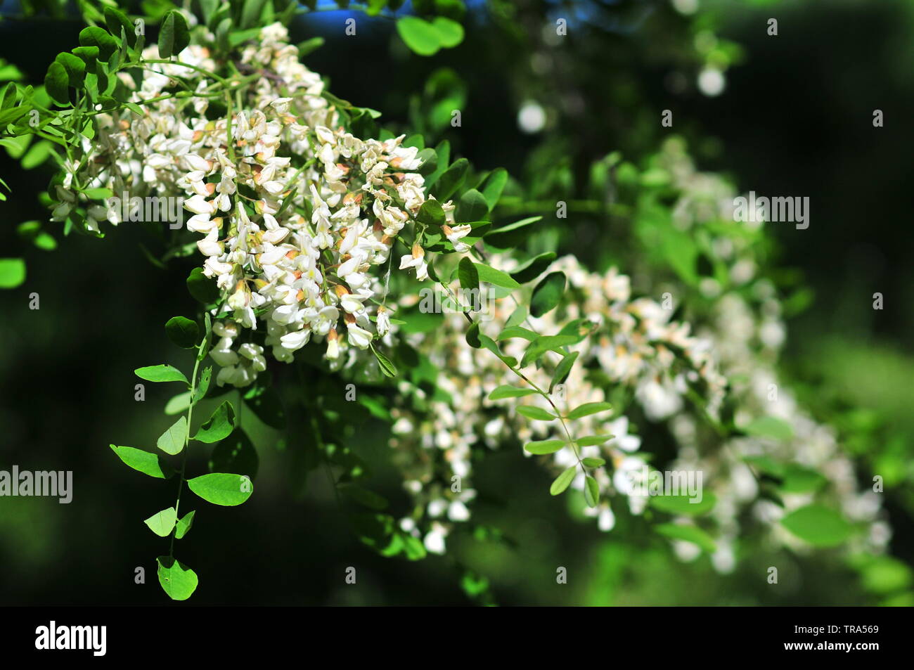 Black locust, robinia pseudoacacia, or false acacia flowers in the sun ...