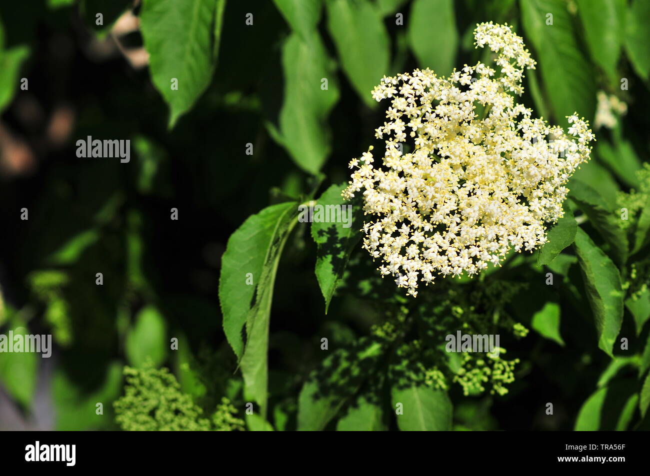 White spring european elderberry flowers hi-res stock photography and ...