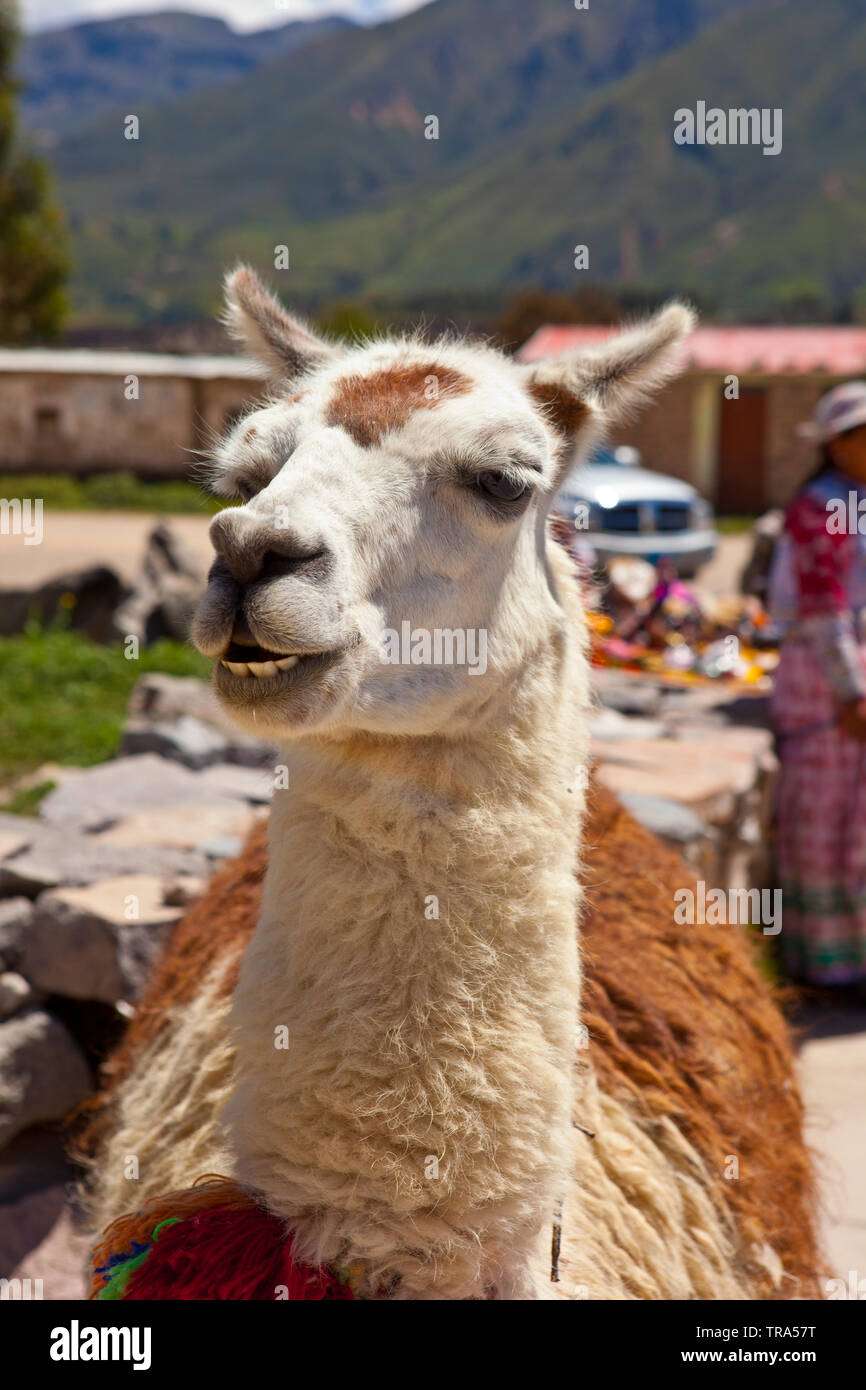 Llama,traditional animal of Peru Stock Photo - Alamy