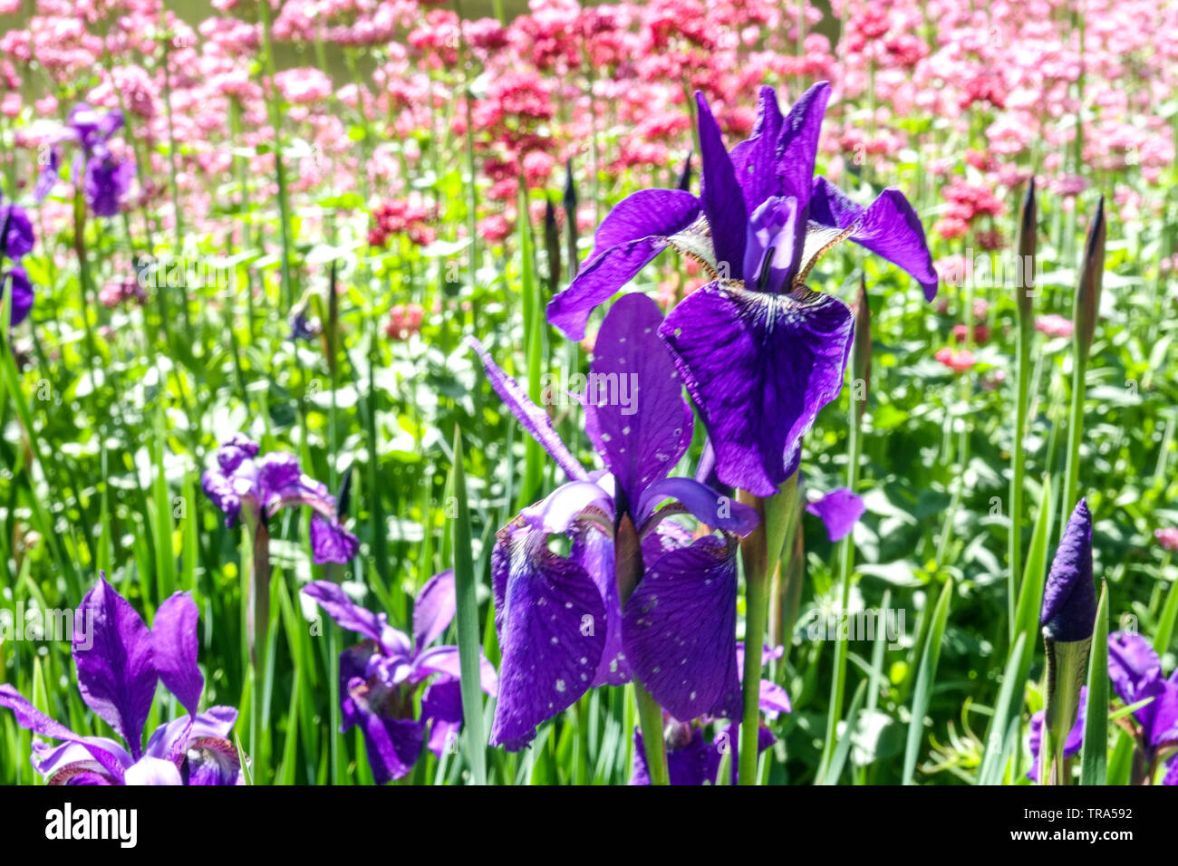 Plants for sunny garden border hi-res stock photography and images - Alamy