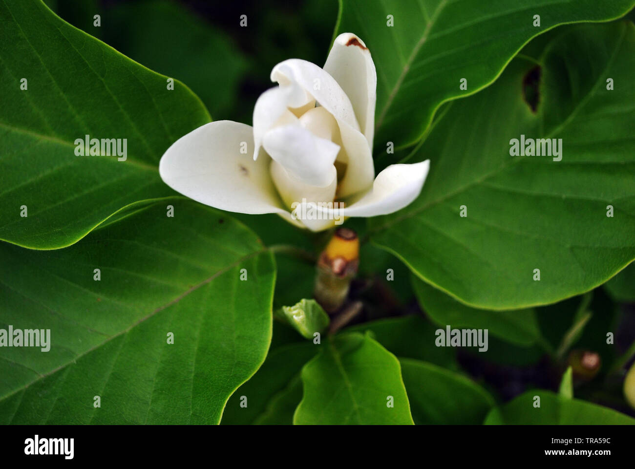 White magnolia soulangeana (saucer magnolia) flower, close up detail ...