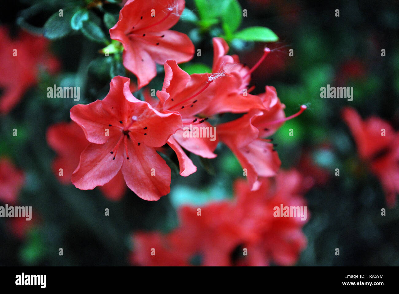 Coral-red rhododendron flowers on bush, soft dark green blurry leaves ...