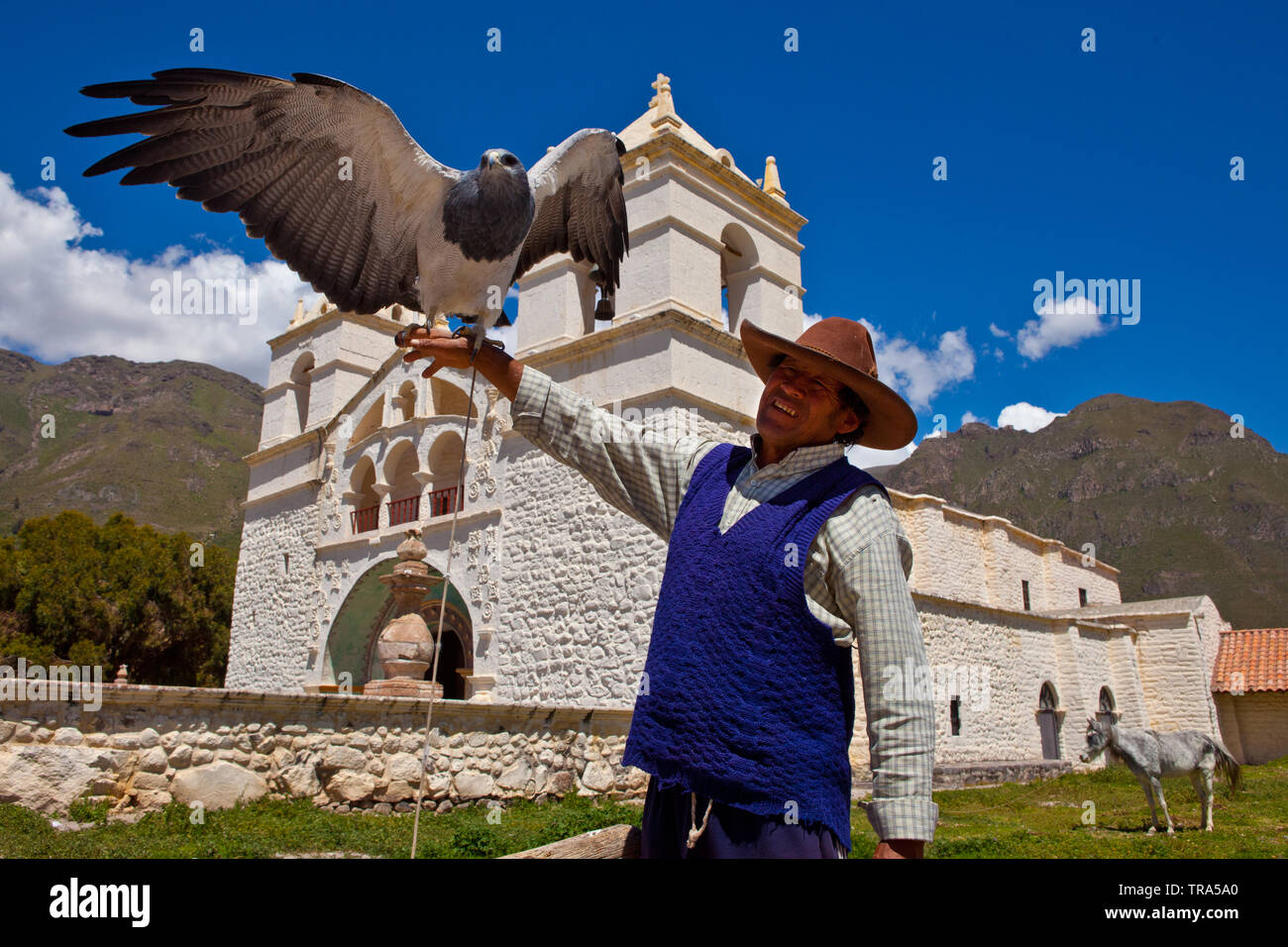 Andean Condor High Resolution Stock Photography and Images - Alamy