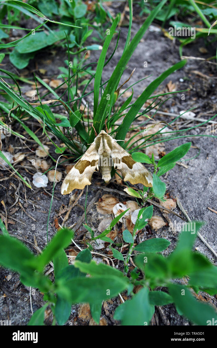 Female hawk moth hi-res stock photography and images - Alamy
