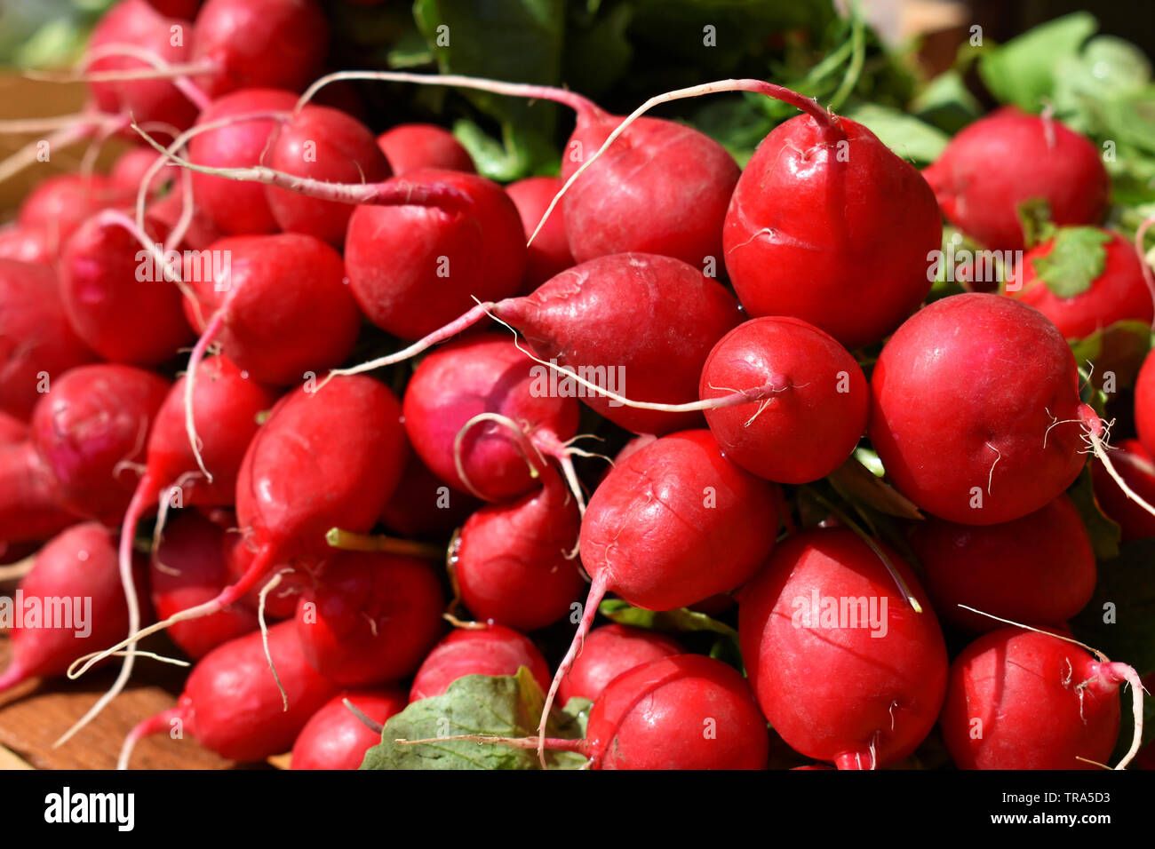 Bunch of fresh red radish at the market Stock Photo - Alamy