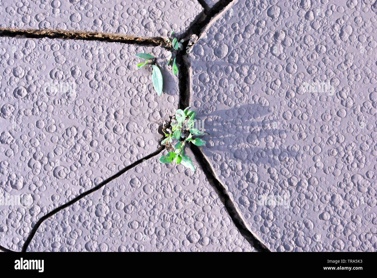 Polygonum aviculare (common knotgrass, prostrate knotweed, birdweed ...