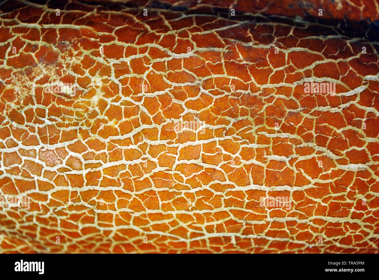Overripe red cucumber skin with white cracks, natural organic texture ...