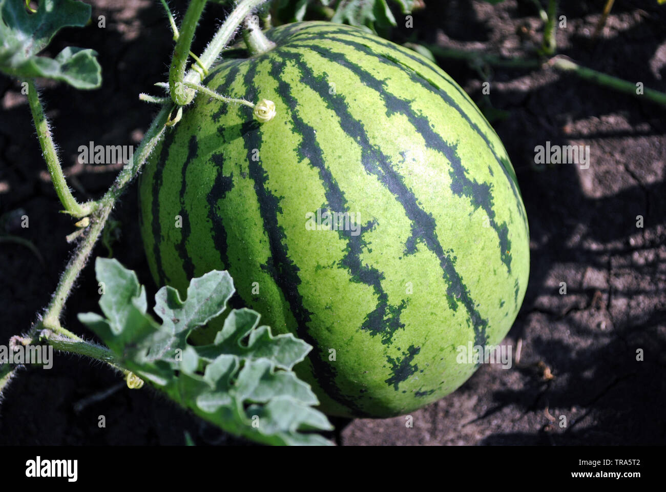 Striped watermelon growing on stem, blurry black earth background Stock ...