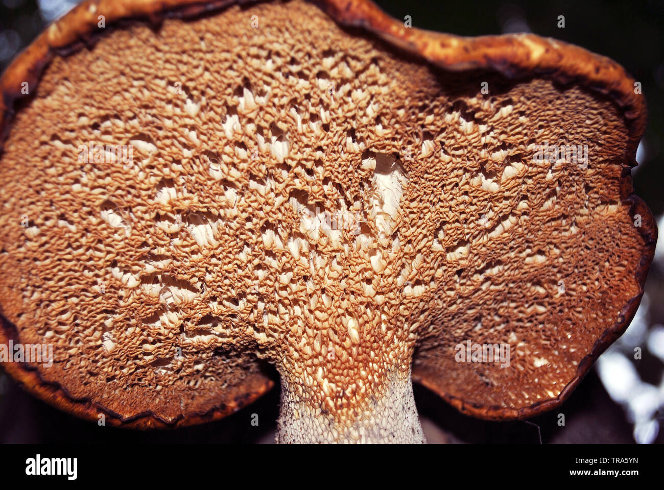 Polyporus squamosus (Cerioporus squamosus, dryad's saddle and pheasant ...