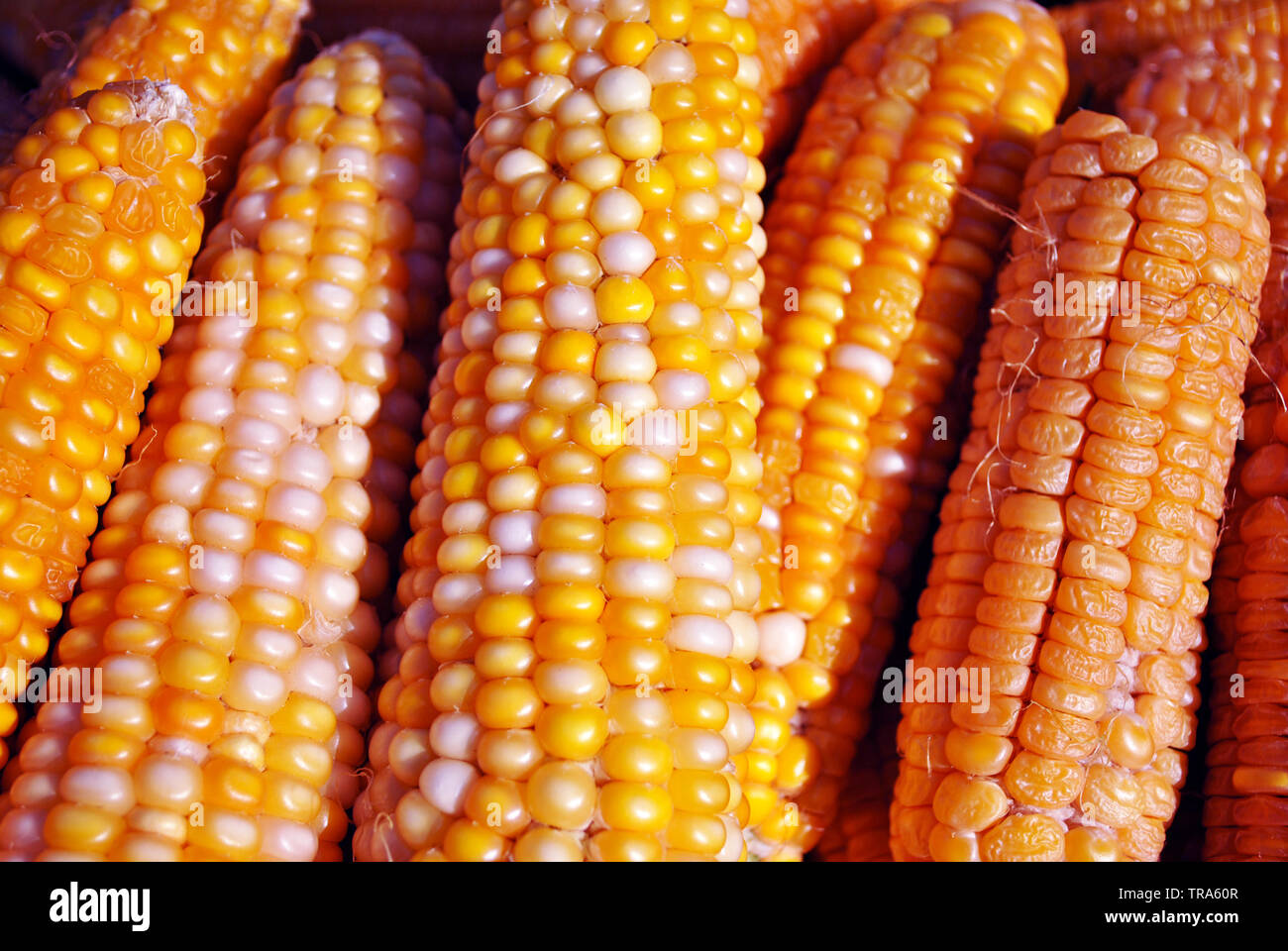 Yellow and white mixed ripe corn close up organic texture background ...