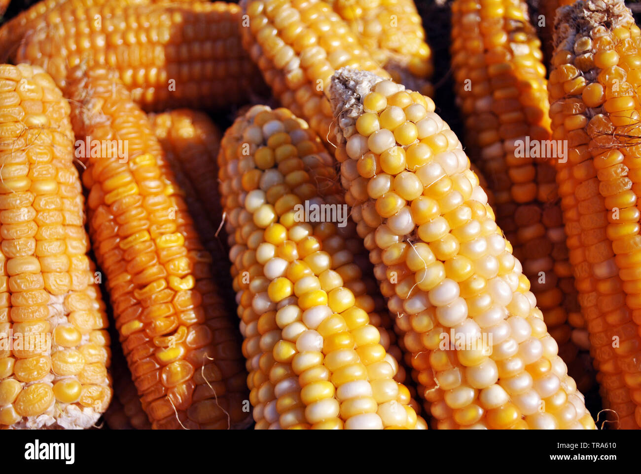 Yellow and white mixed ripe corn close up organic texture background ...