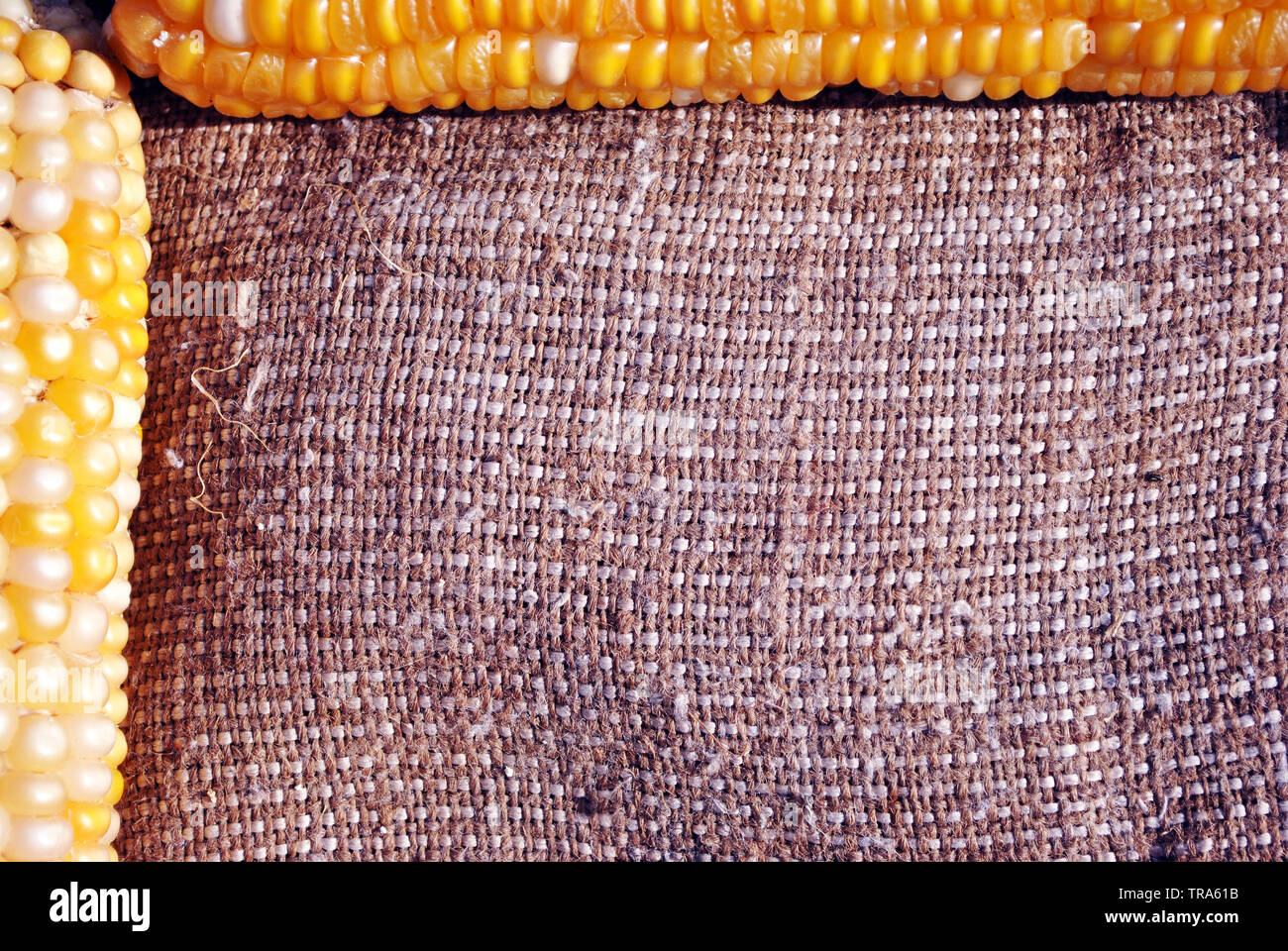 Yellow ripe corn horizontal frame on a rough texture sackcloth ...