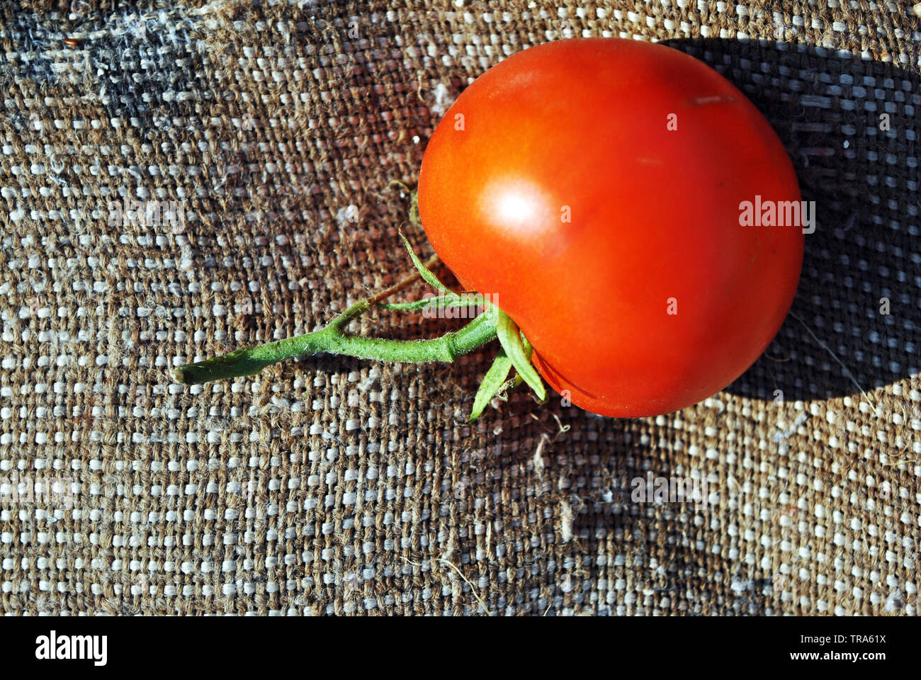 Red ripe tomato with green long stem on a rough texture sackcloth ...