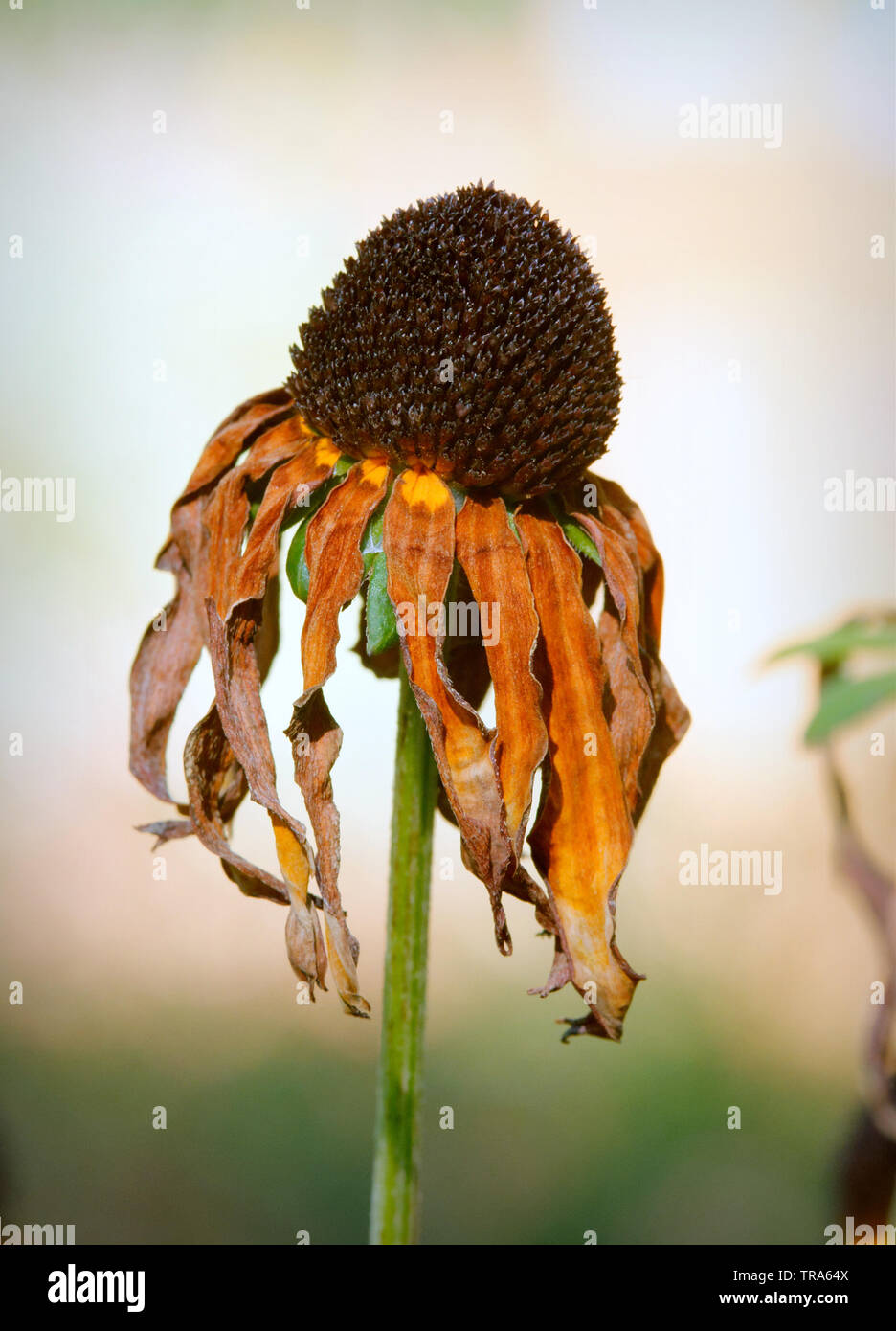 Wilted plant pot hi-res stock photography and images - Alamy